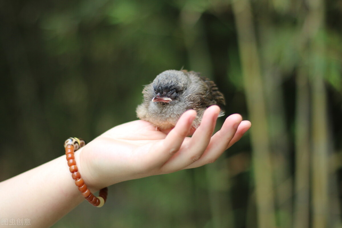 Is raising birds intensive or extensive?Share the management experience ...