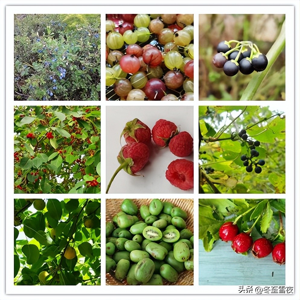 10 kinds of wild fruits eaten by Northeasterners when they were young ...