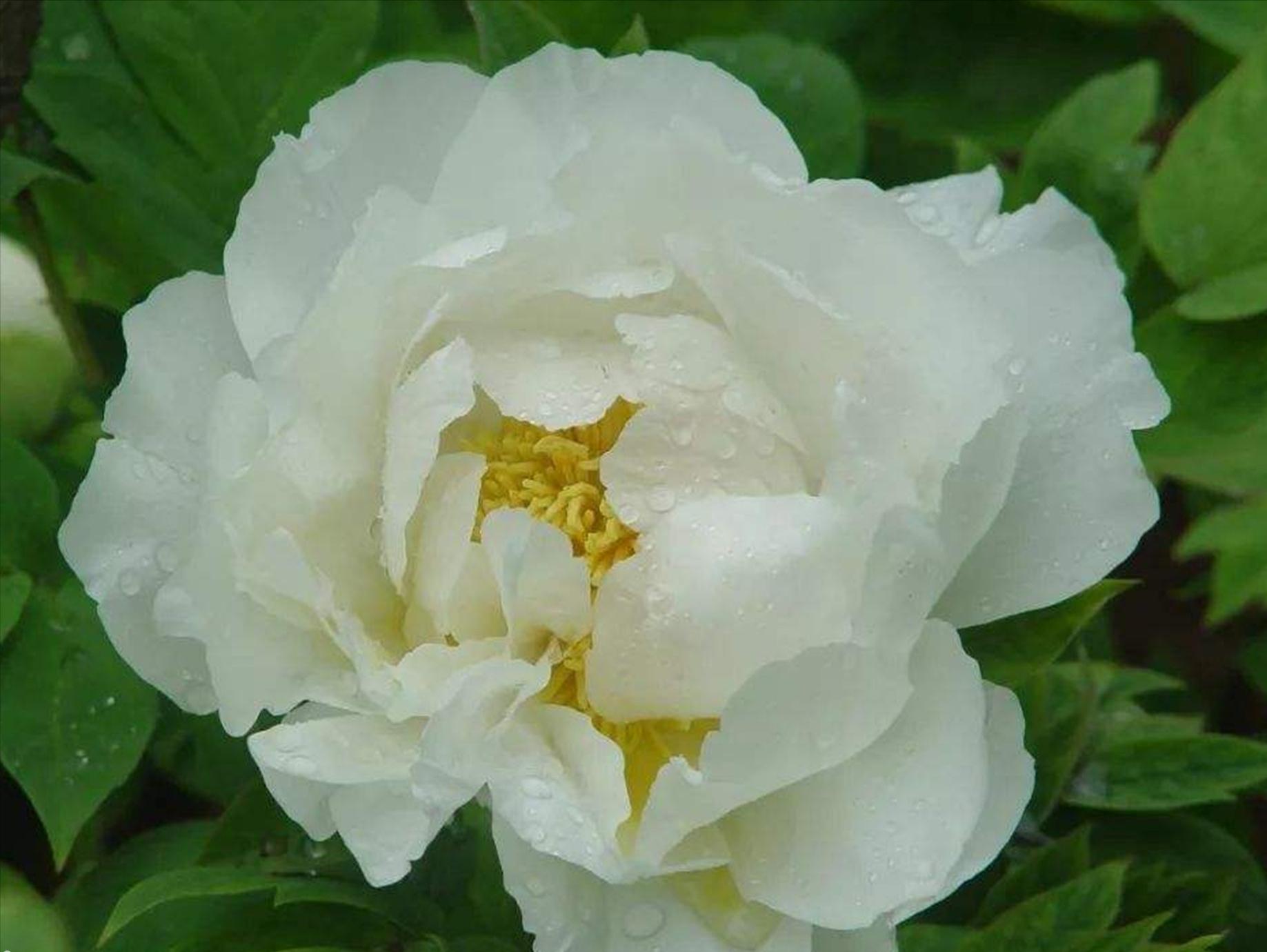 Peony variety "White Snow Tower" - pure and flawless - iNEWS