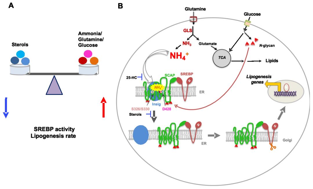 Guo Deliang's team found that ammonia ions are key signaling molecules ...