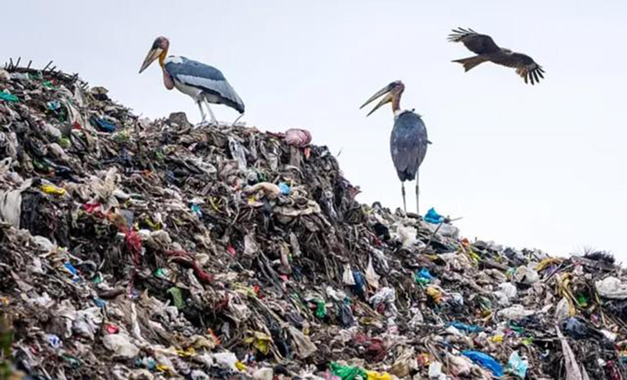 Birds living in garbage dumps, why do Indian scavengers rather starve ...