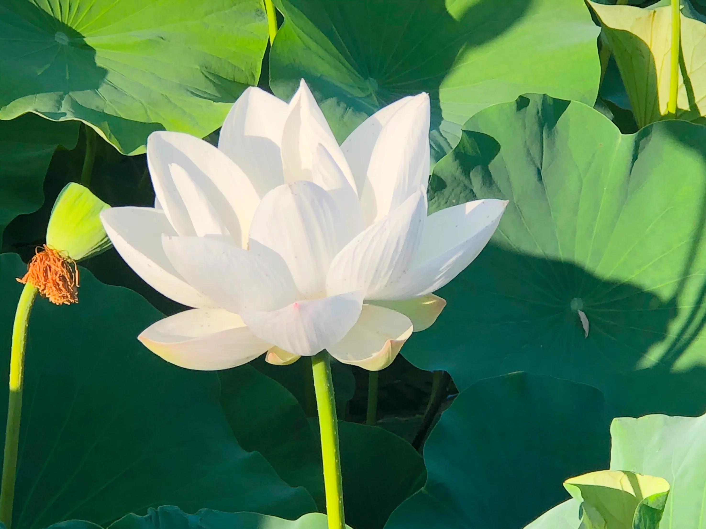 The lotus place in the international village - iNEWS