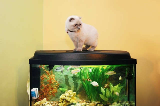 Smell Fish: Explore the extremely keen olfactory system of fish and ...