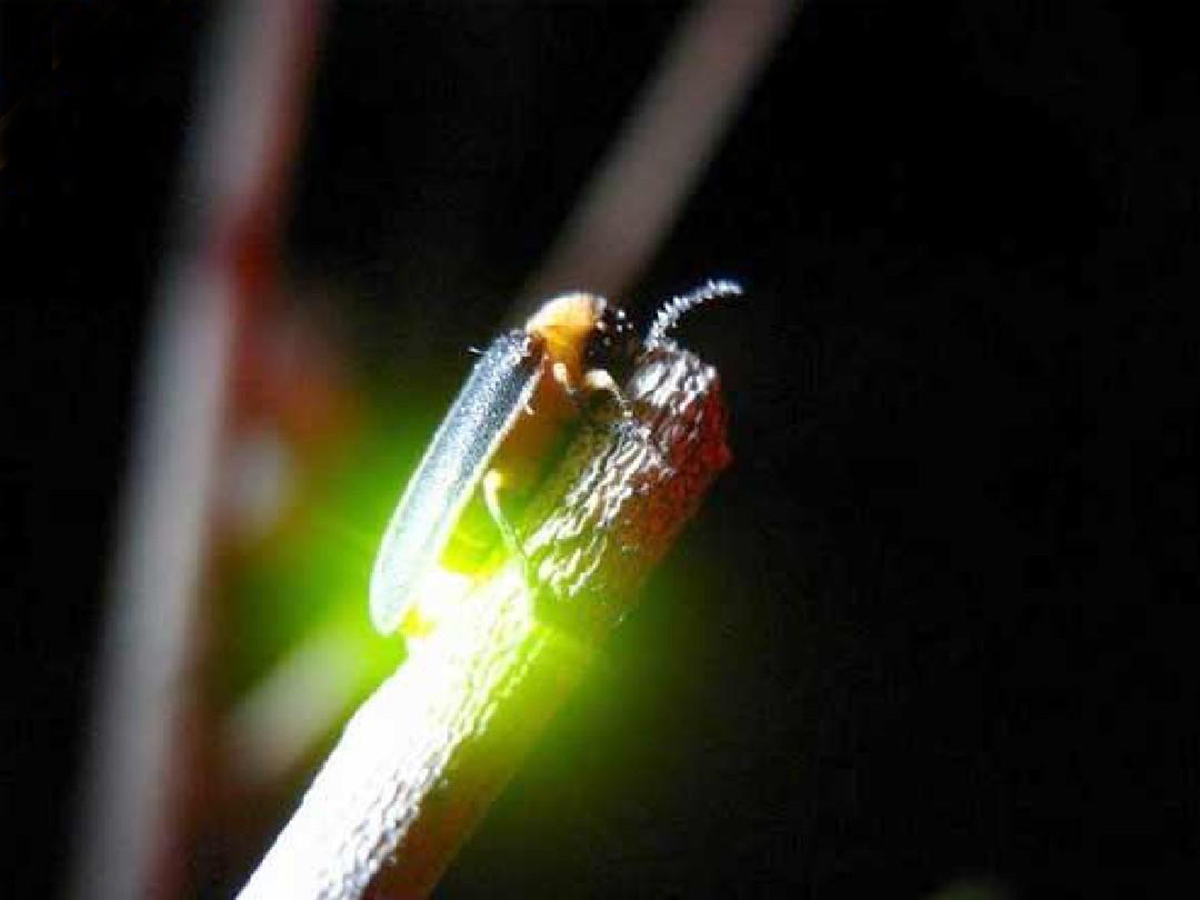 Decades ago, you could always see fireflies all over the mountains and ...