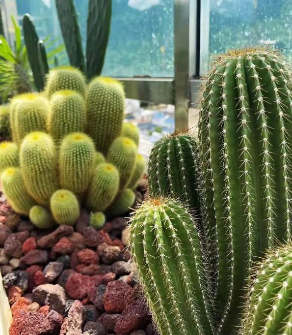 The types, characteristics and functions of cacti will make you fall in ...