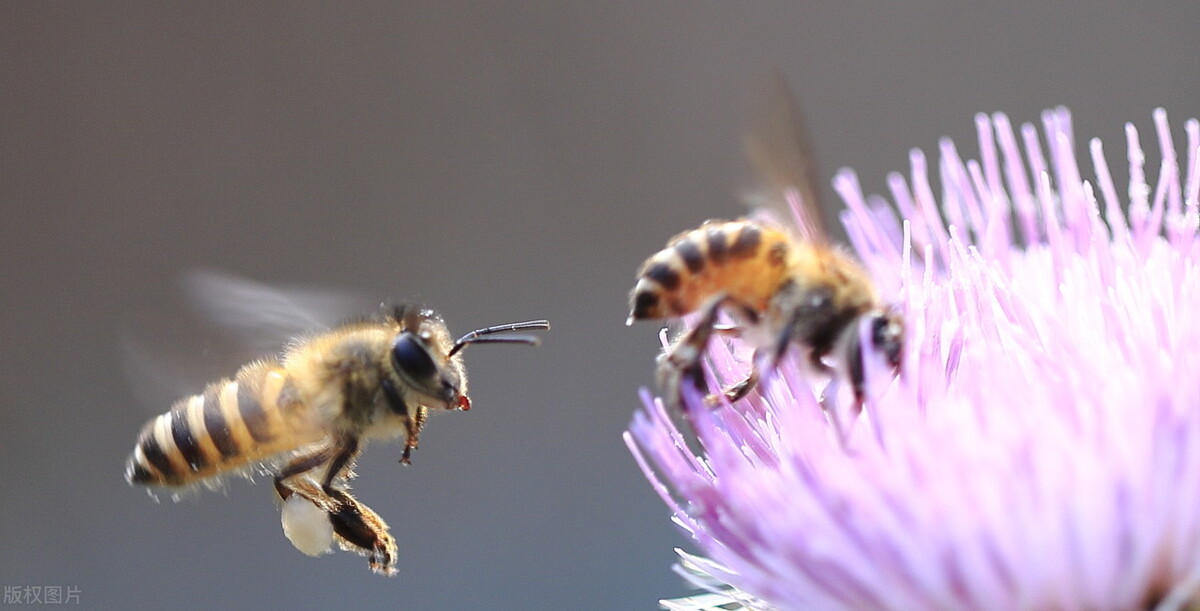 Why do bees "buzz" in flight? - iNEWS