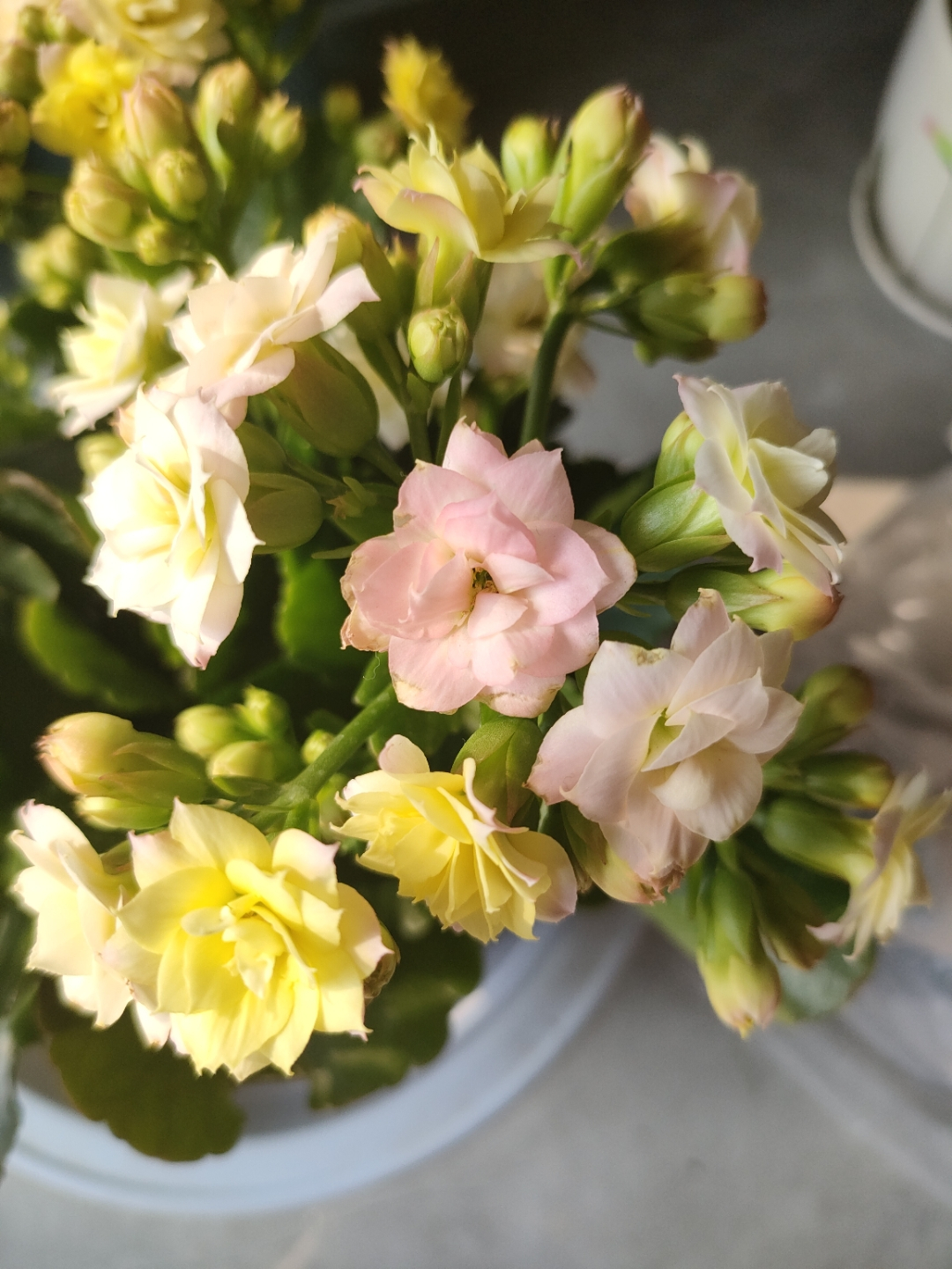 Many flower friends don't know whether the longevity flower is "yin ...