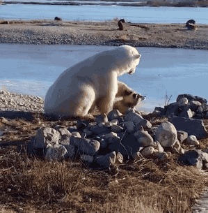 Are polar bears "left-handed"? - iNEWS