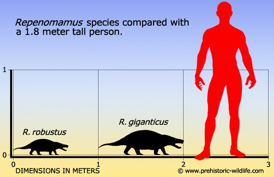The latest discovery, 125 million years ago, mammals hunted and killed ...