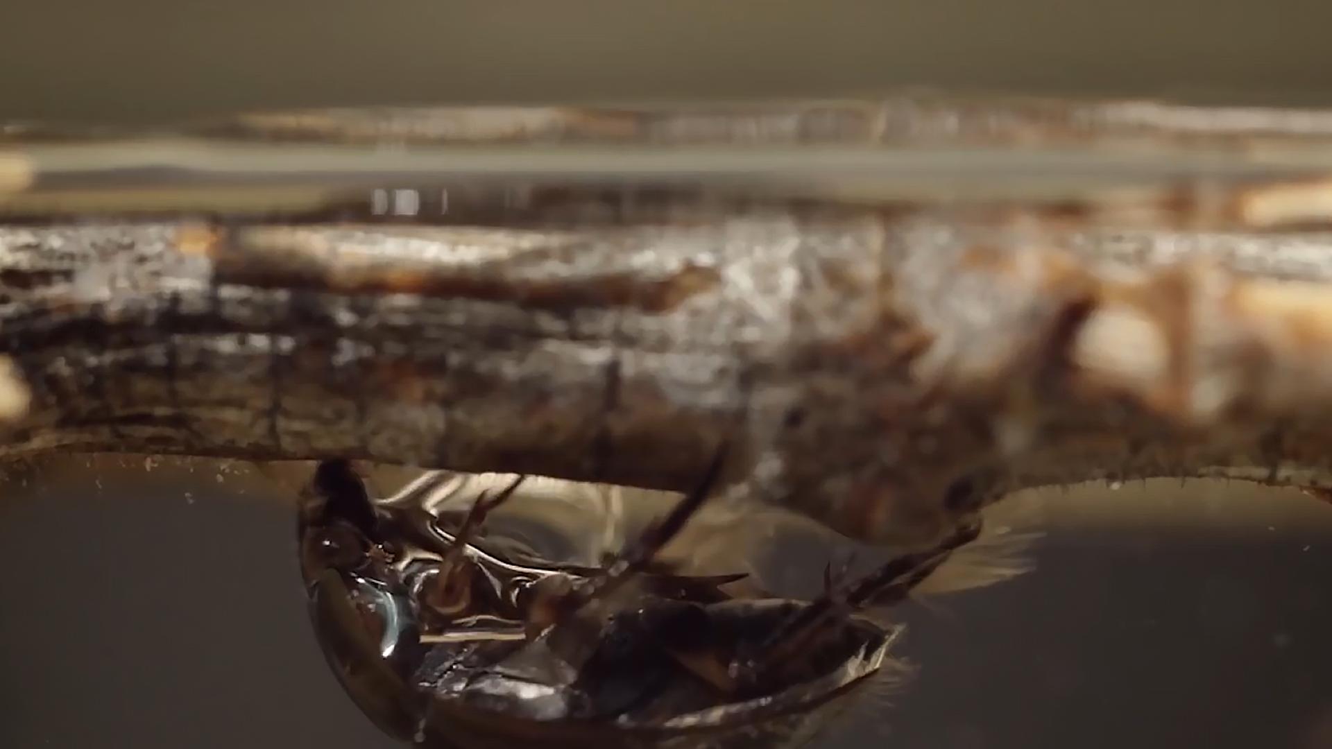 Insects that can escape even after being eaten, the "escape ceiling" in ...