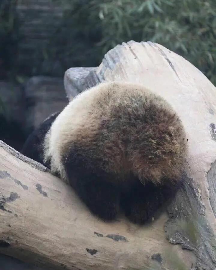 Some fans of Dirty Xiong Menglan: This baby has never liked bathing ...