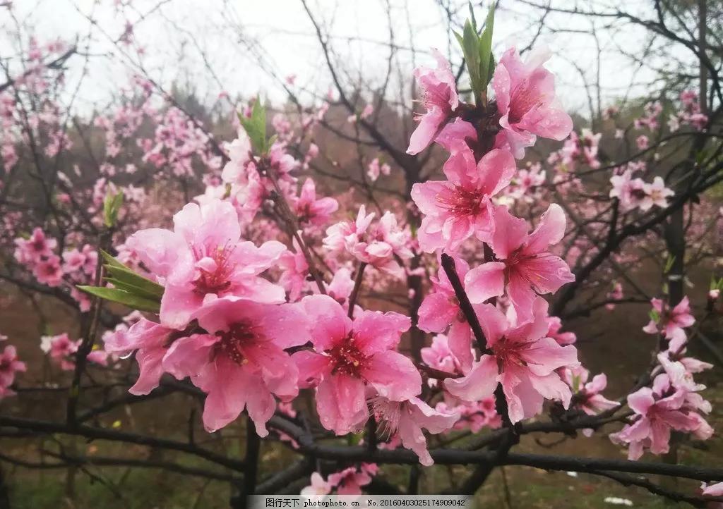 spring rain - iNEWS