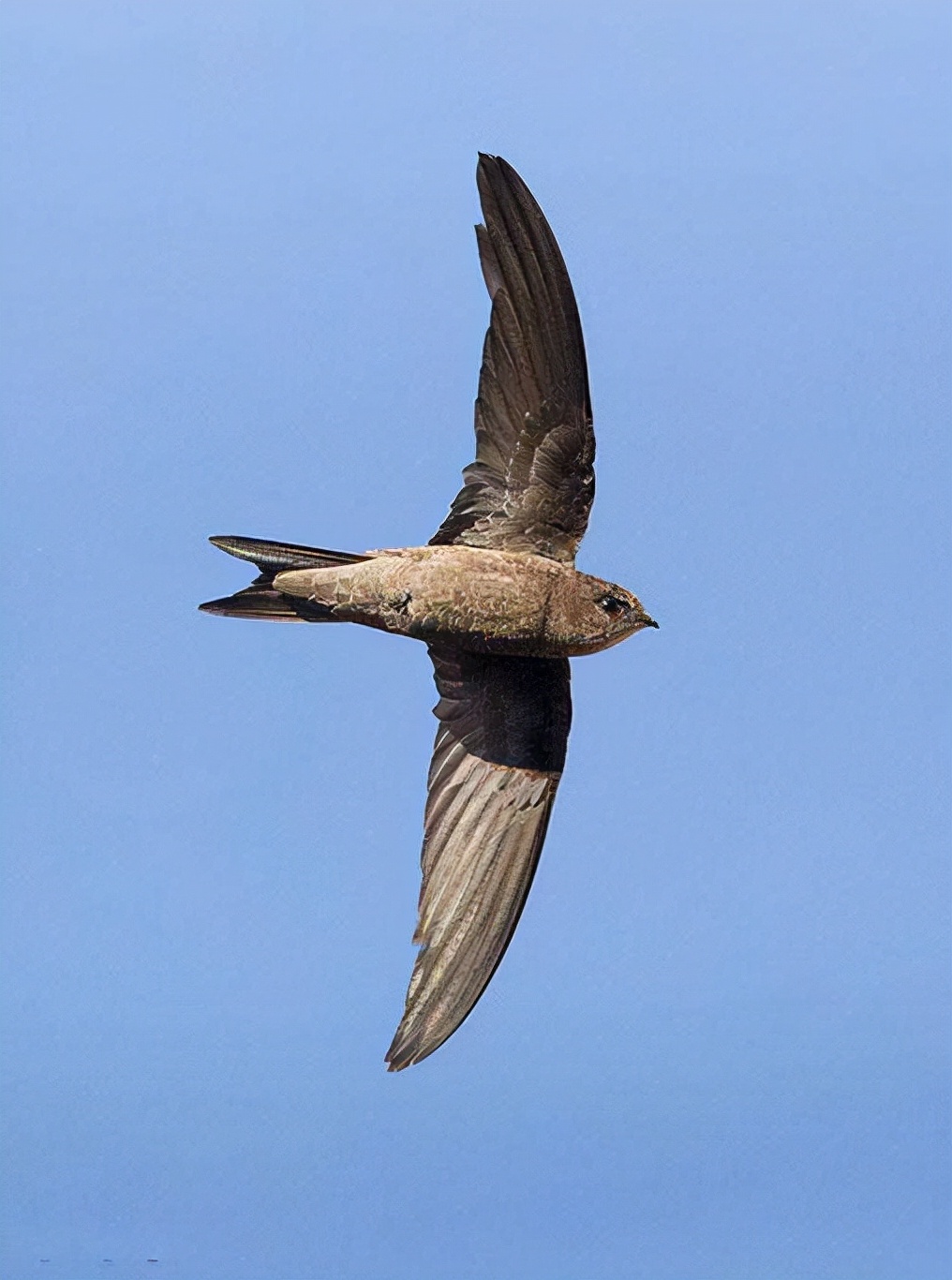 It dies when it hits the ground, and sleeps while flying. How does the ...