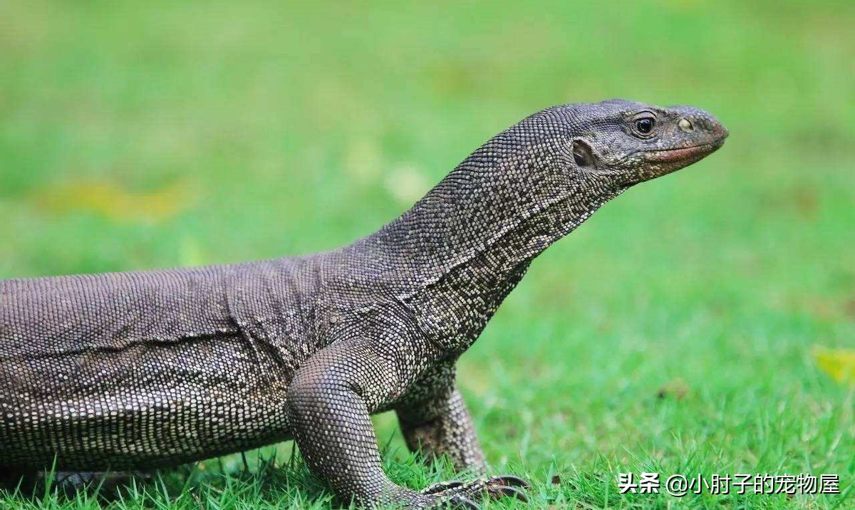 How much do you know about the "Bengal monitor lizard" sexually ...