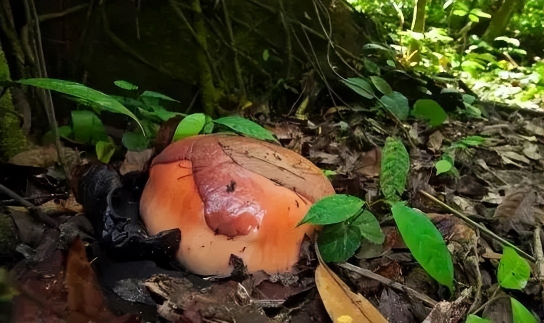 Rafflesia: Delicious and lazy parasites - iNEWS