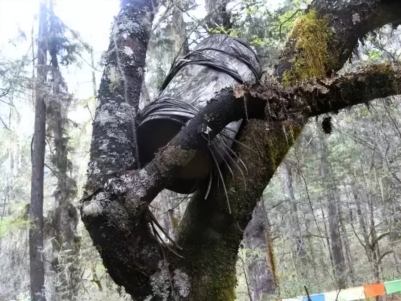 Walk into the primeval forest of Tibet and explore what the most ...