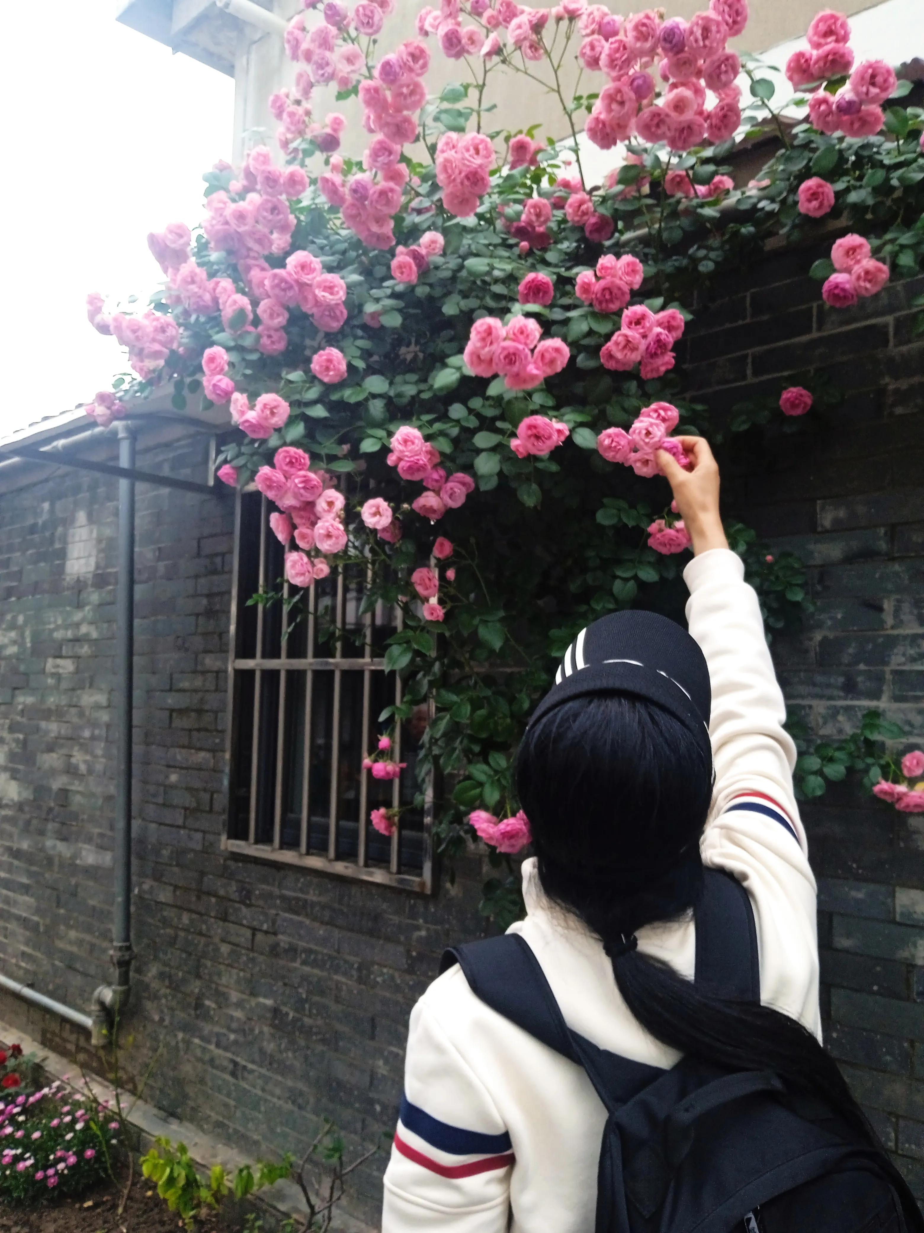 Zhang Qiang's Prose ‖Where the Flowers Bloom - iMedia