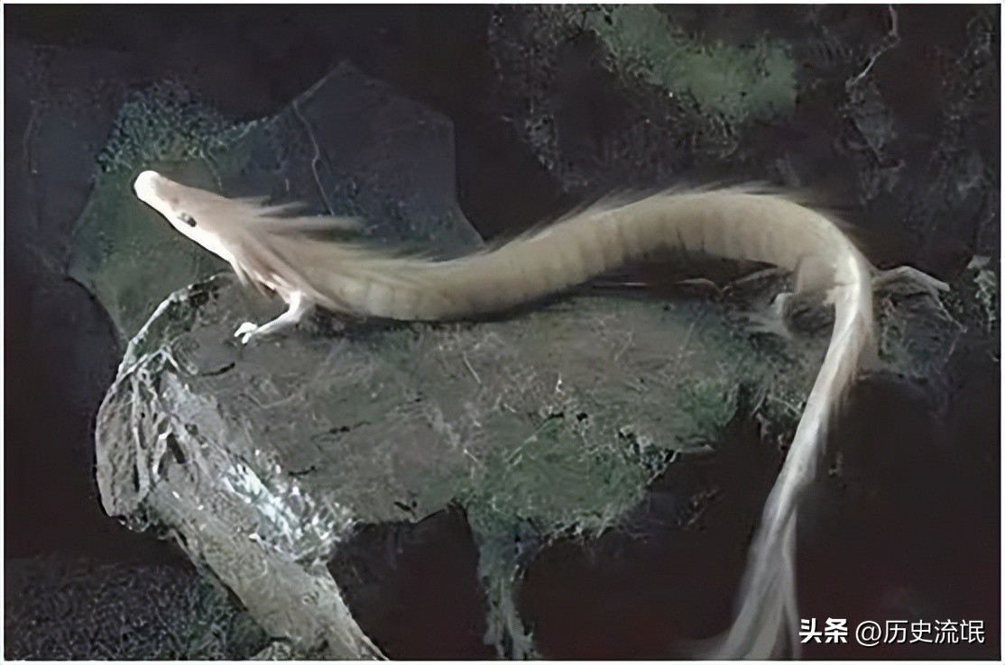 The mysterious history of the Xia Dynasty, Kong Jia raises dragons ...