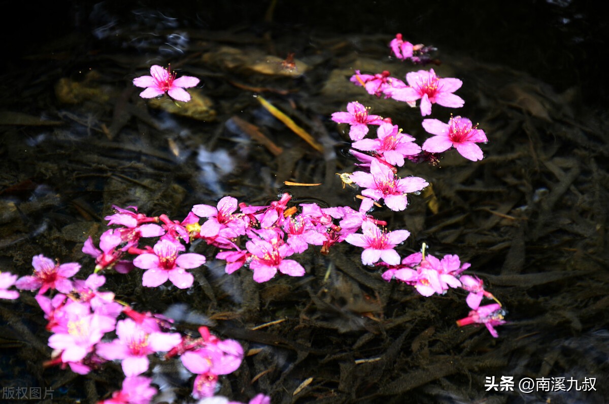 Four Poems of Fallen Flowers (Ancient Style) - iNEWS