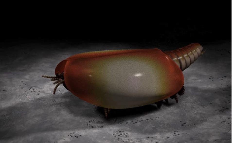 Canada shield worm - iNEWS