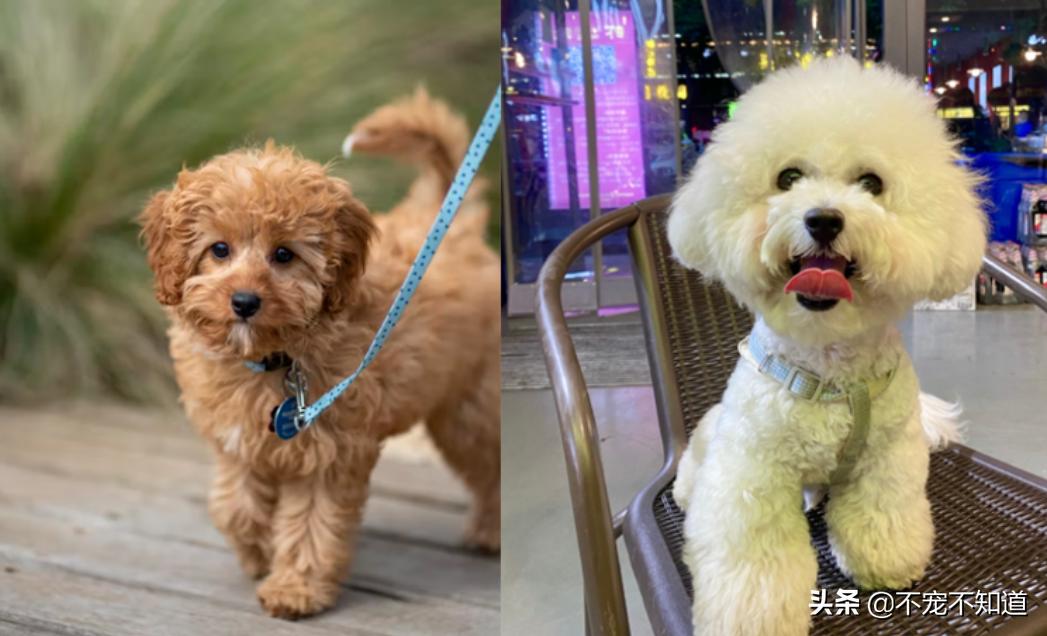 Dog hair types and grooming methods - iNEWS