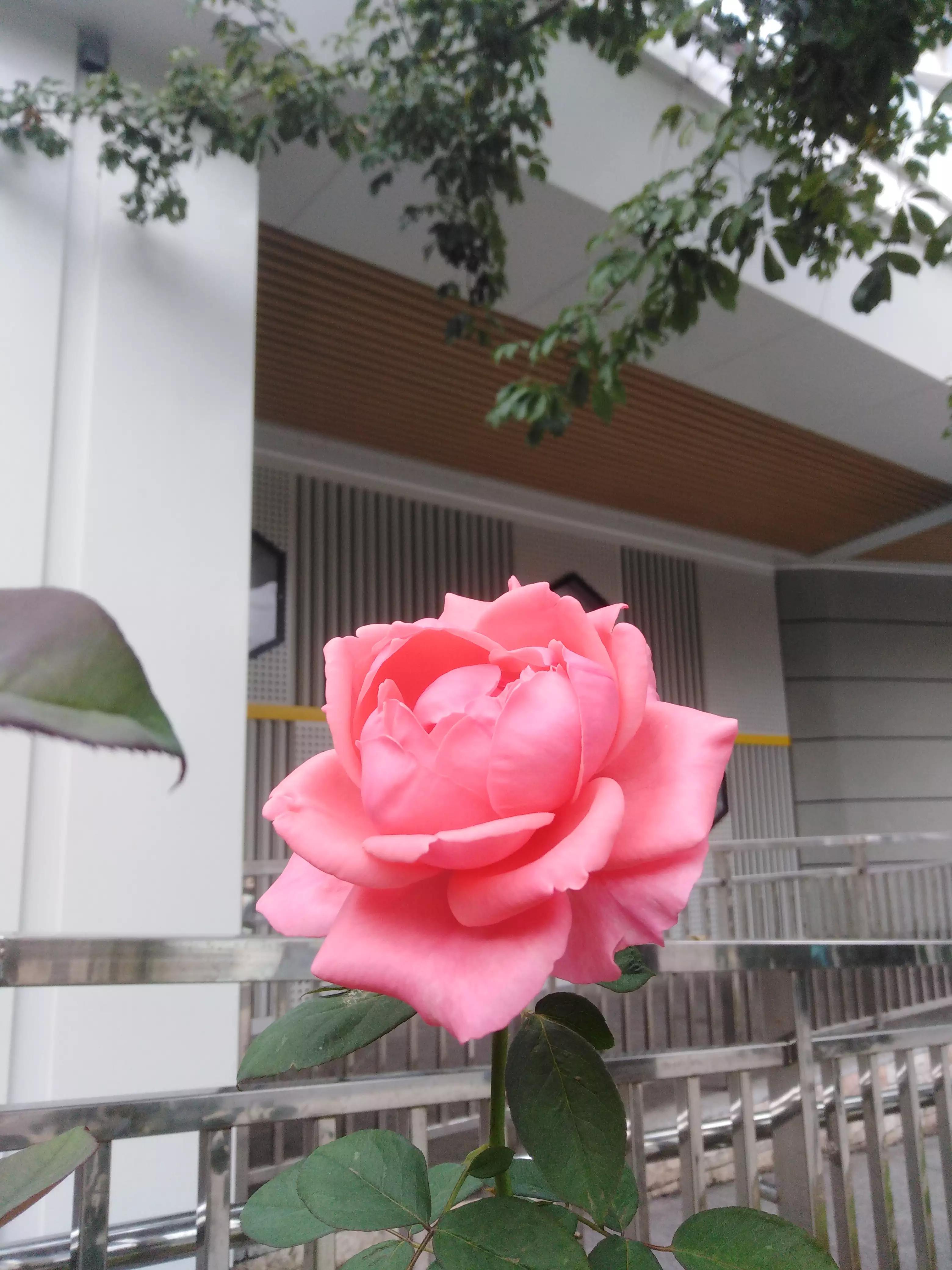 promenade flowers - iNEWS