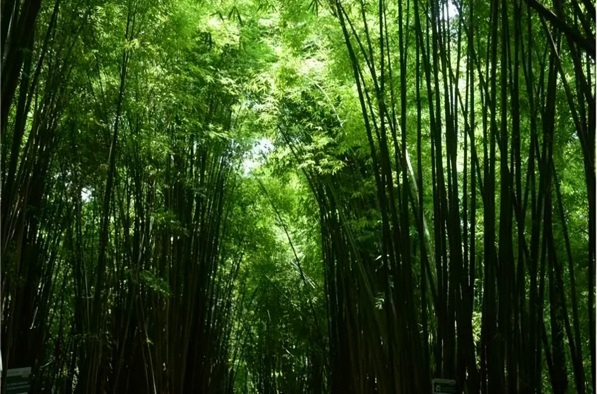 West Sichuan Bamboo Sea Bamboo Museum, Bamboo Expo Garden, Qiongzhou ...