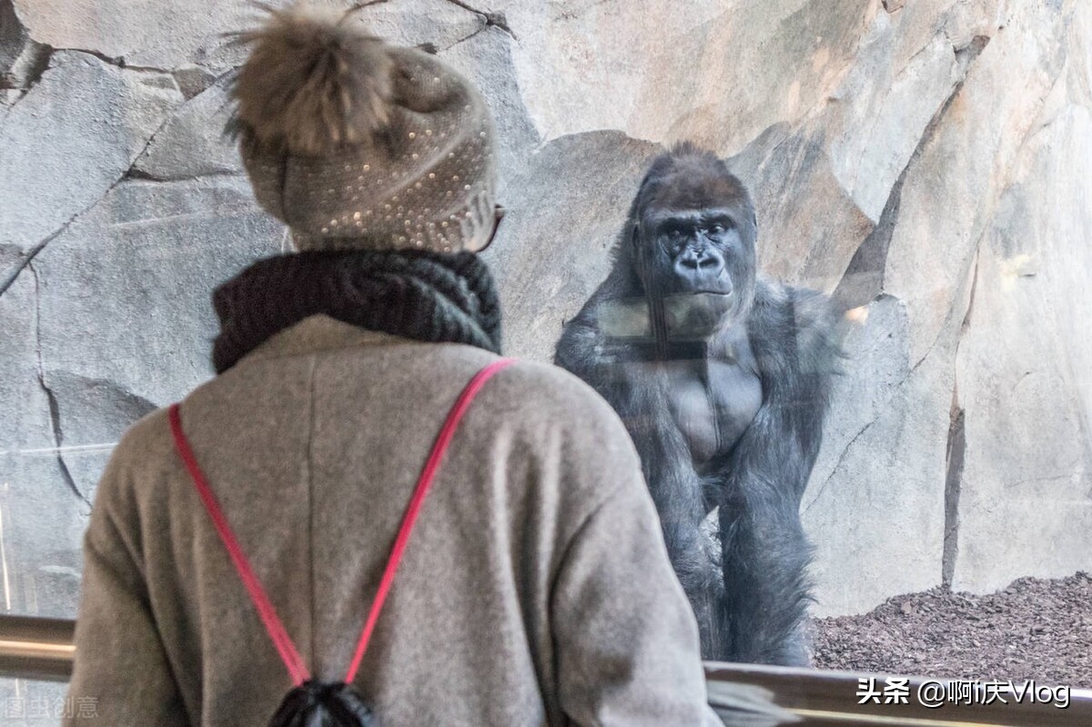 Humans have evolved into intelligent creatures, but other animals have ...