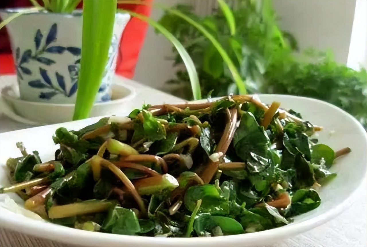 Purslane is known as a "natural antibiotic". If you boil water and ...