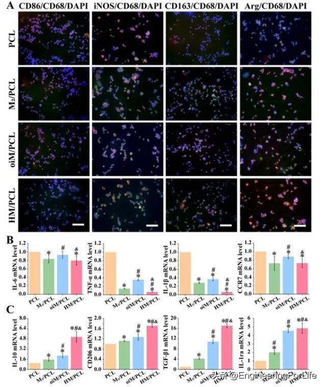 "AHM": mixed cell membrane functionalized matrix regulates inflammatory ...