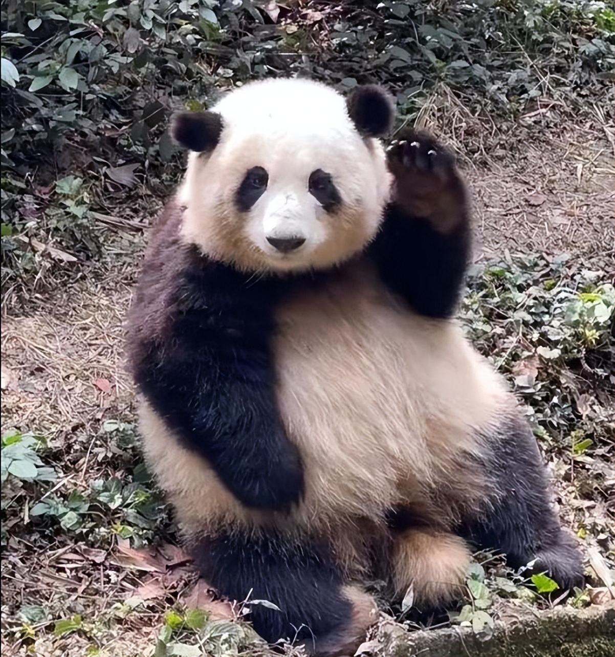 Hehua has millions of fans, Yaya, a giant panda in the United States ...