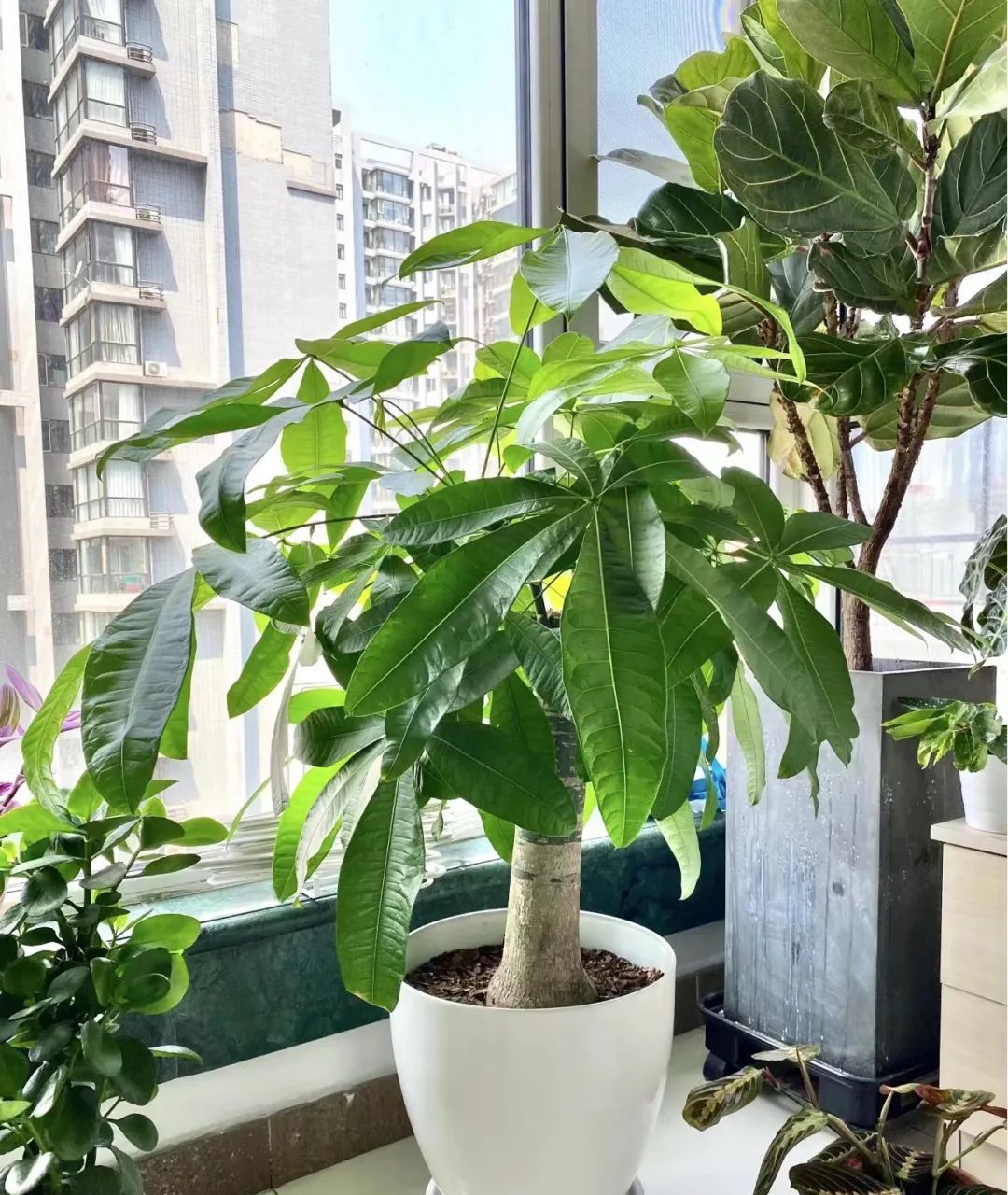 Knowing this knowledge, the rich tree will no longer have yellow leaves ...