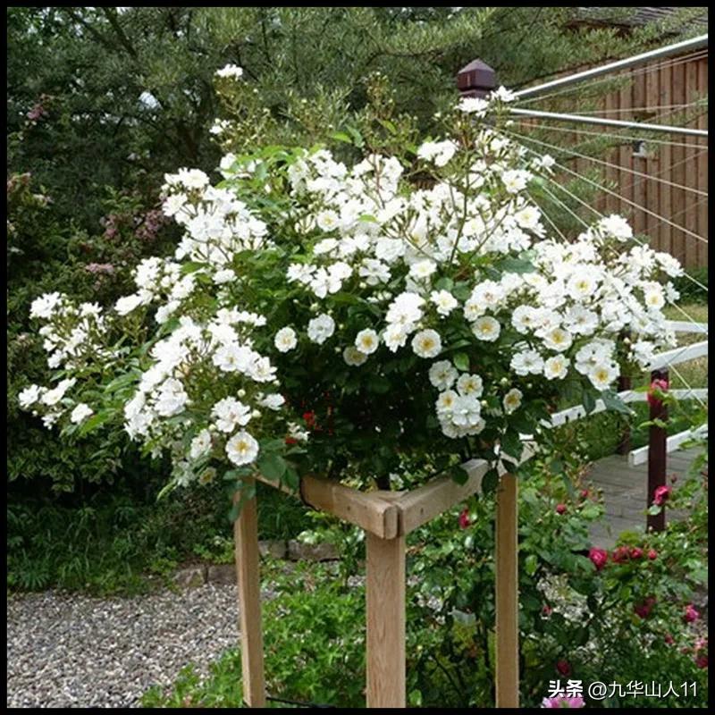 List of Common ADR Certified Rose Varieties (8) - iMedia