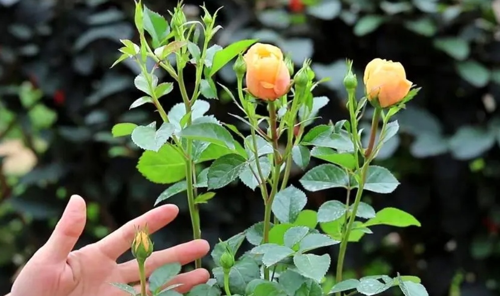 Raise the rose in July, and achieve "4 diligence", so that it will ...