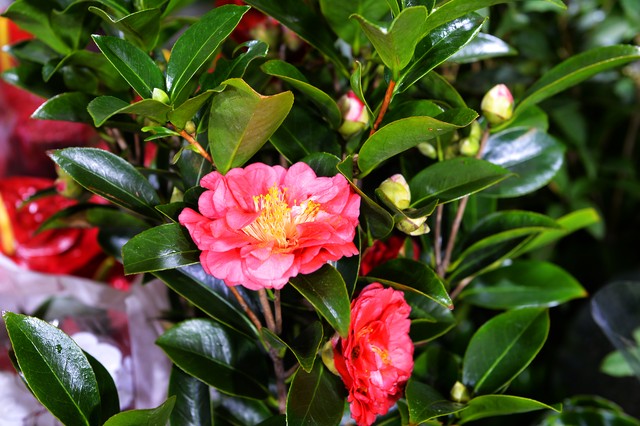 Many people only know that camellia is a common plant, but they don't ...