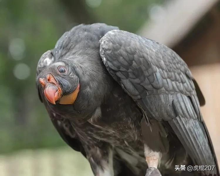 14 of the world's rarest endangered animals - iMedia