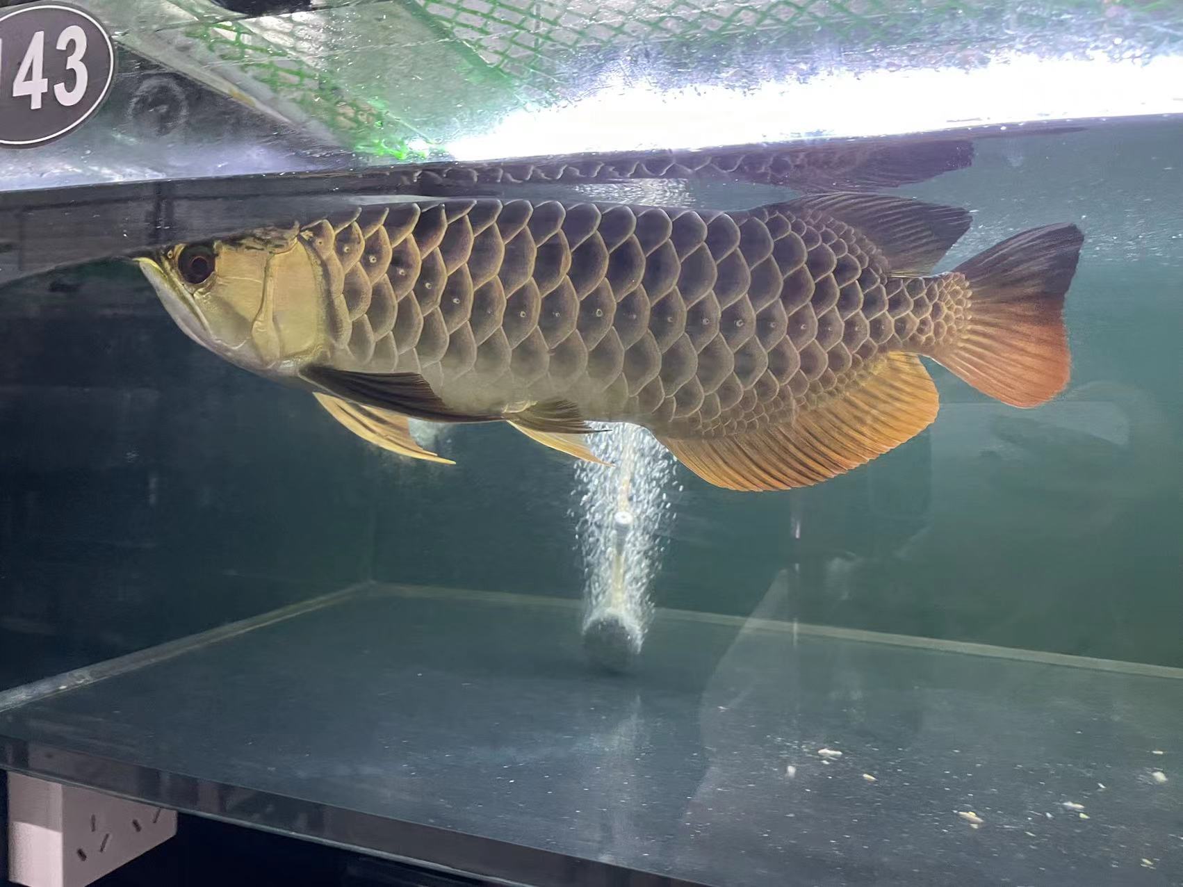 Choosing the right arowana size is important! - iMedia