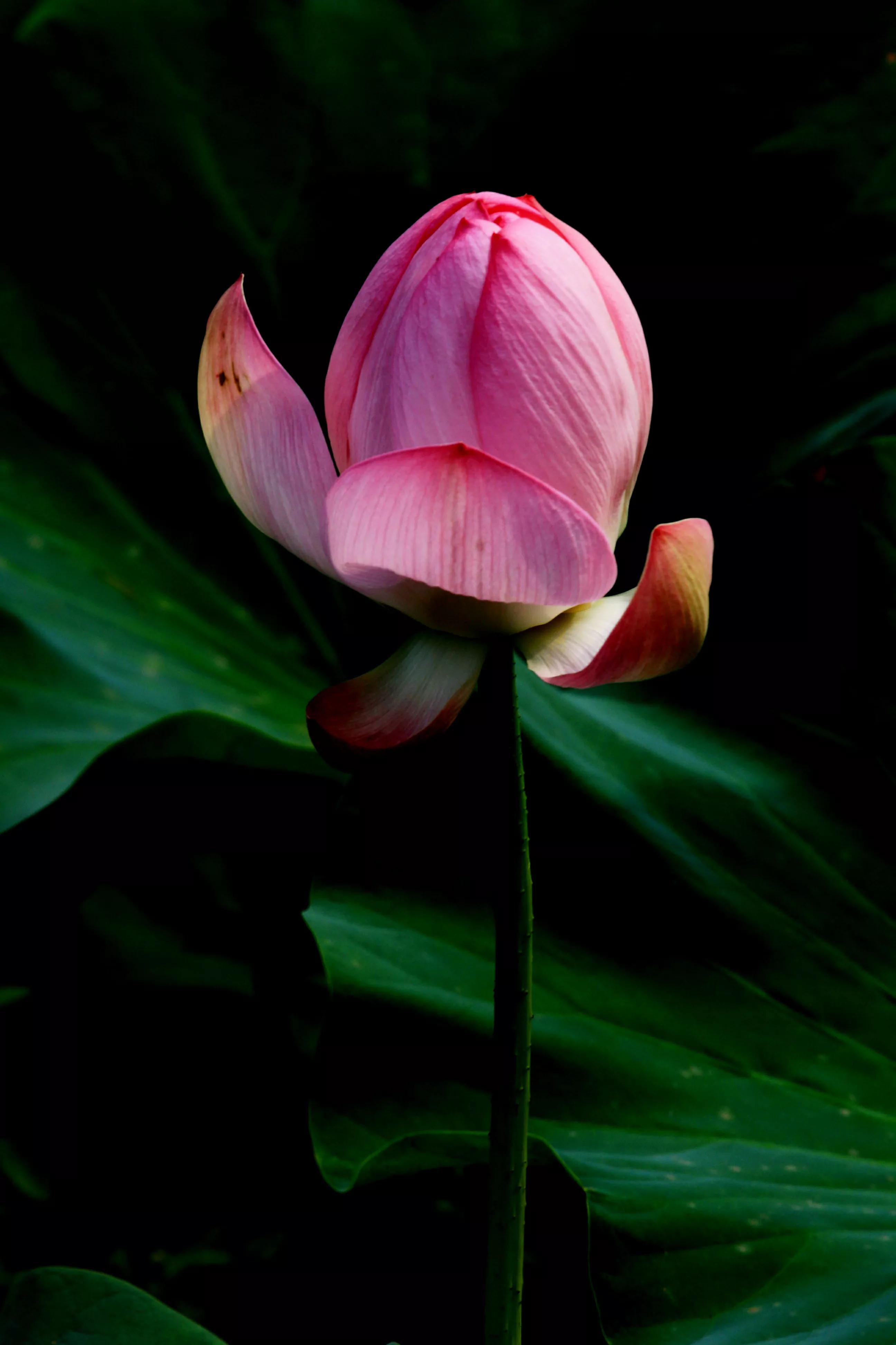 Share a picture of an intoxicating lotus flower, it's so beautiful - iNEWS