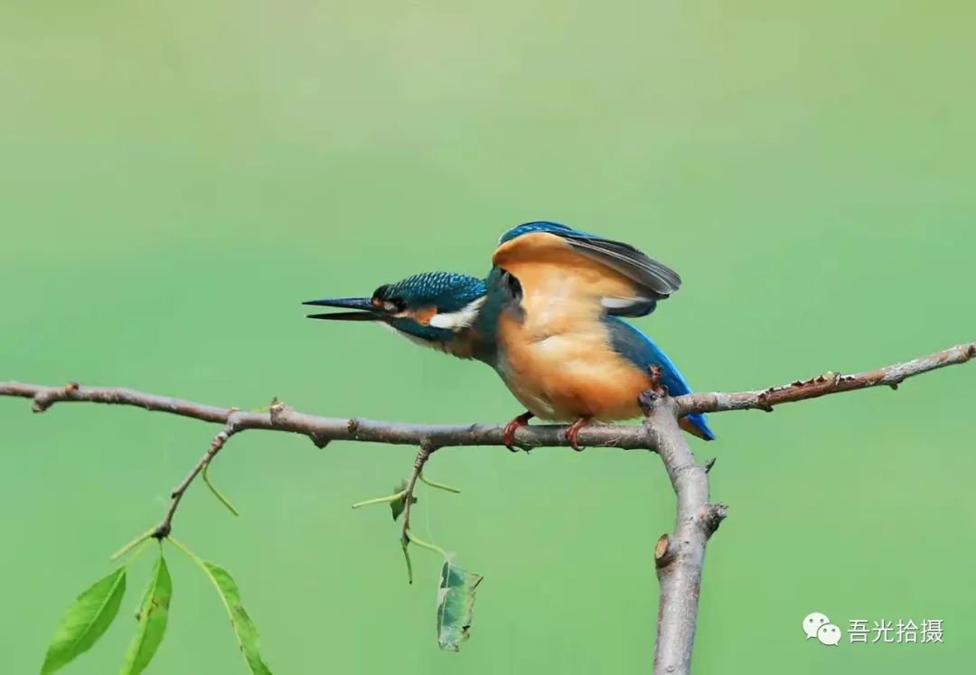 Xiao Cui is different every day - iMedia