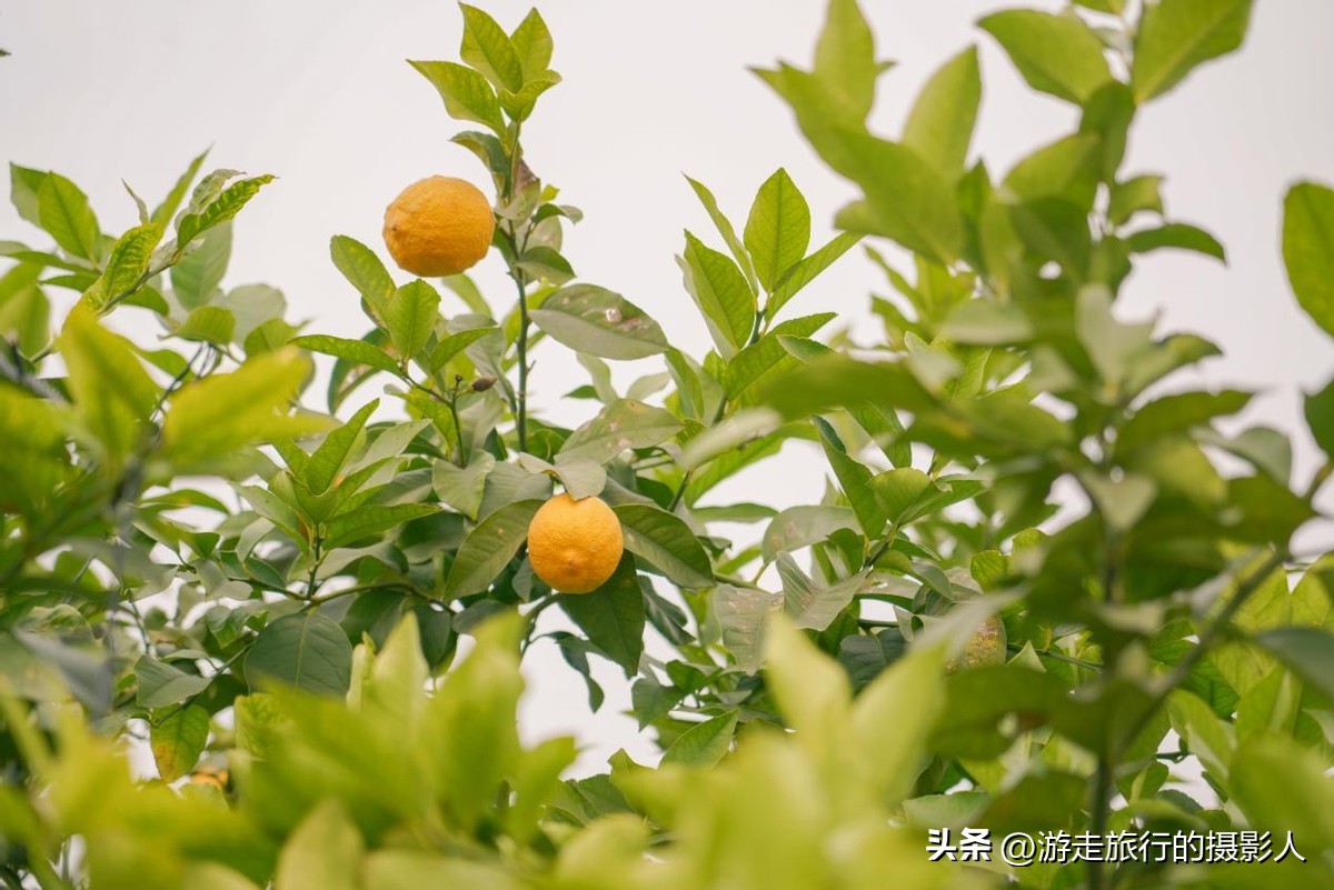 "Traveling Lemon Country" Country Tour: Baosen Lemon Tourist Area ...