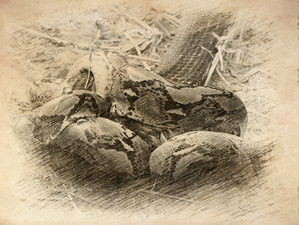 Thailand's "king snake" decisive battle: the python twists the king ...