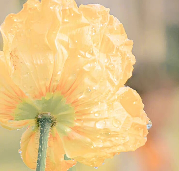 Constellation with high EQ, good at pleasing others, well-mannered ...