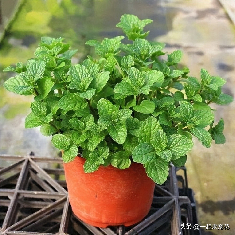 Keep a few pots of mint at home, fresh and good-looking, growing ...