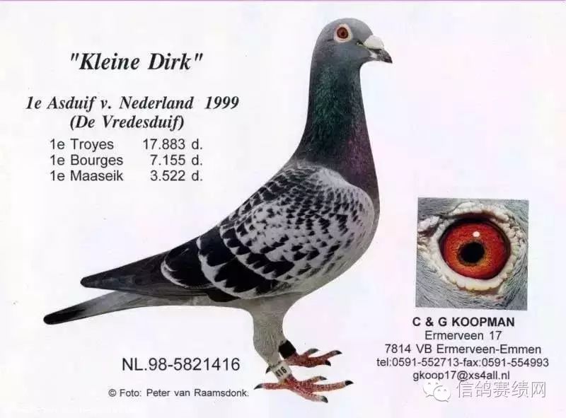 Little Dirk - a famous pigeon with outstanding performance and strong ...