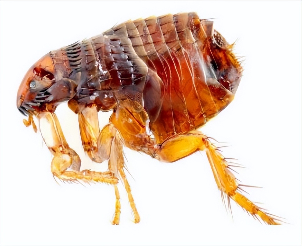 Blood-sucking "bugs" around you: bedbugs, ticks, fleas, lice - iNEWS