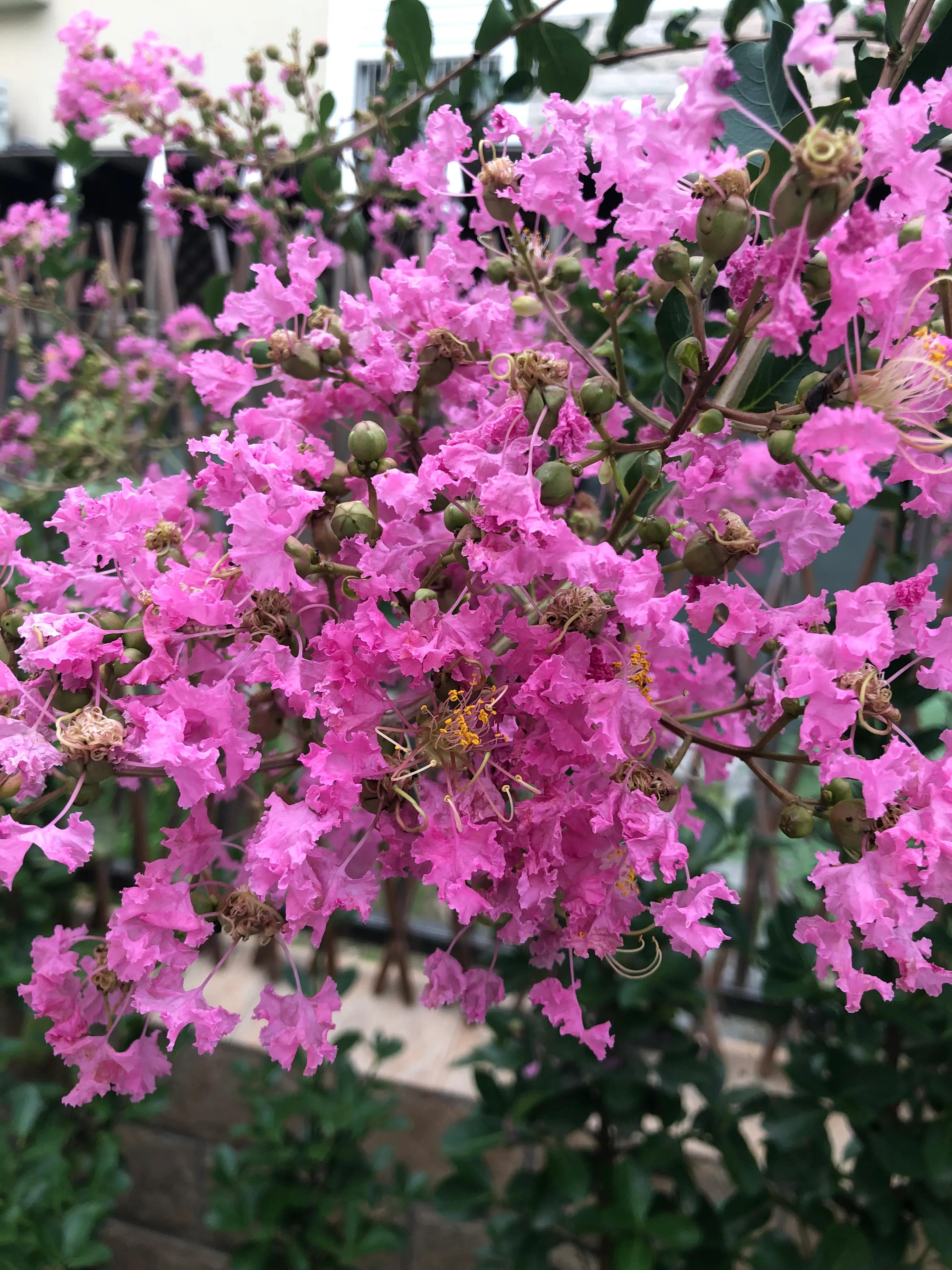 I like the beautiful crape myrtle flowers in summer - iNEWS