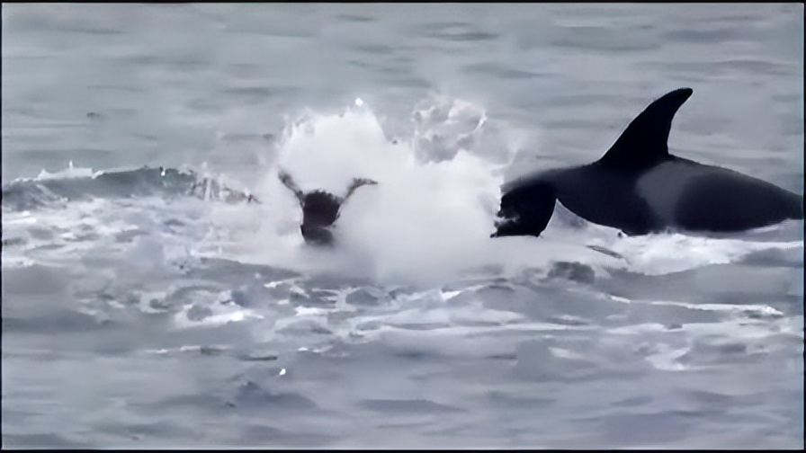 Can a seal escape a siege of 10 orcas? fierce battle between life and ...