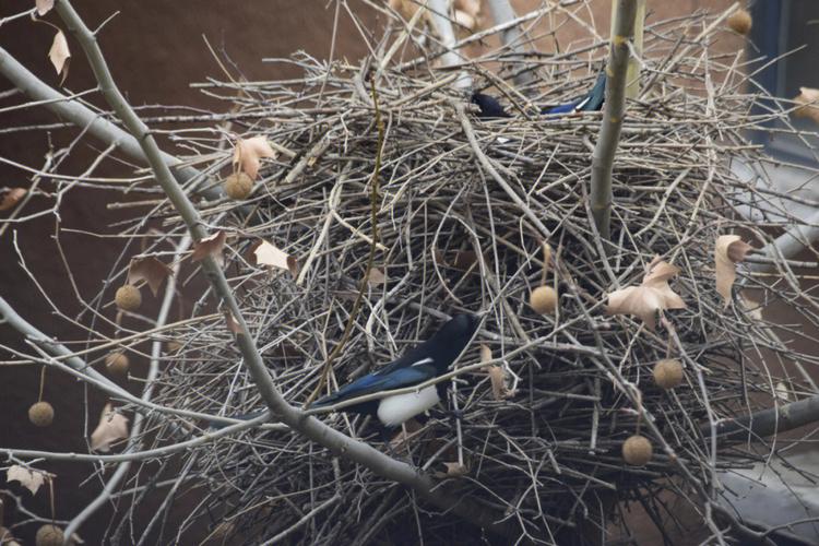 How does the magpie's nest shelter from the rain? Why is it not afraid ...