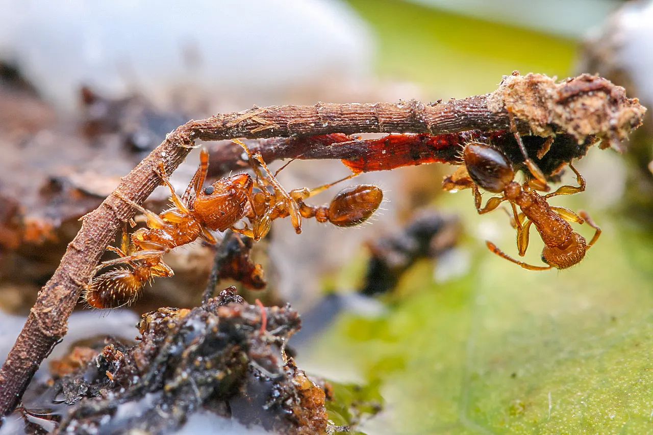 It can become an ant and breastfeed. You may not be able to imagine how ...