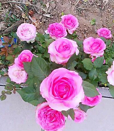 Candy Snow Mountain ~ Cup-shaped flower shape, full of overlapping ...